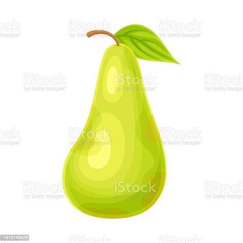 전체 익은 녹색 배 Pomaceous 과일로 유기농 정원 작물 벡터 일러스트 레이 션 개념에 대한 스톡 벡터 아트 및 기타