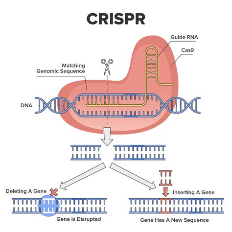 Applied Genetics Tutorial Sophia Learning