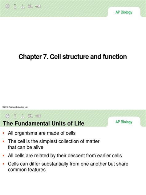 Chapter 7 Cell Structure And Function Pdf Endoplasmic Reticulum