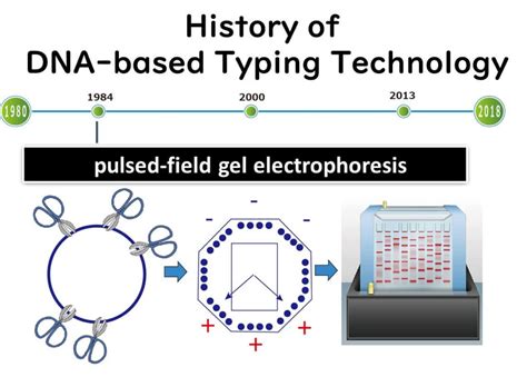 Bacterial Strain Typing Pfge Mlst And Mlva In Molecular Epidemiology Introduction To Food