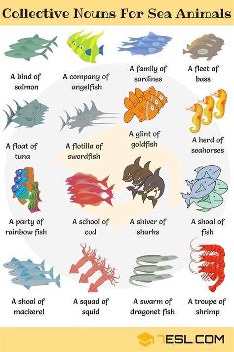 Nomes De Animais Marinhos Sololearn