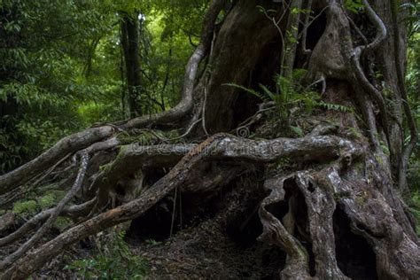 Ancient Tree Trunk And Roots Stock Image Image Of Native Pure 110953091