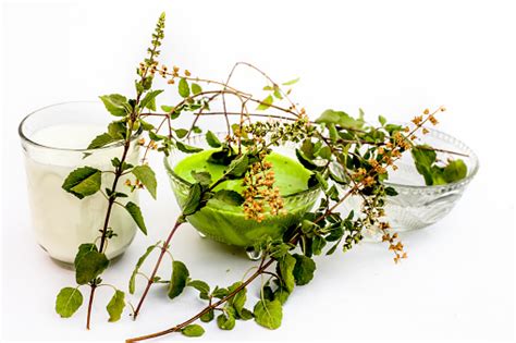 툴 시 페이스 팩 또는 얼굴 마스크 흰색 절연 즉 오트밀은 탠 또는 태양 화상에 사용 되는 우유와 물과 툴 시 또는 홀리 바 질과 잘 섞입니다 계피에 대한 스톡 사진 및