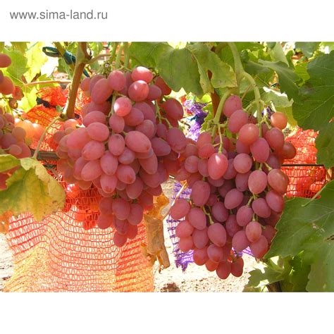 Лучистый Виноград Фото Описание – Telegraph