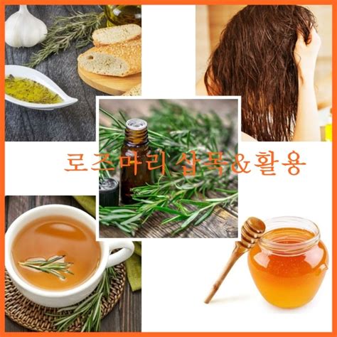 꿀을 사용한 로즈마리 삽목과 로즈마리활용과로즈마리효능 네이버 블로그
