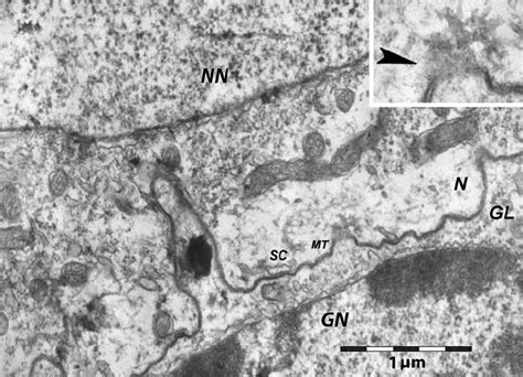 Deep Invagination Into The Neuron Cytoplasm Almost Approaching The