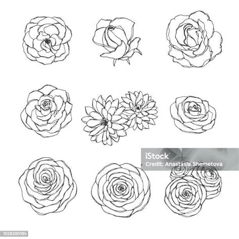 손이 그린된 집합이 장미 동백 모란 국화 꽃 개요 흰색 배경에 고립 스케치 스타일에서 꽃 장식입니다 작약에 대한 스톡 벡터 아트 및 기타 이미지 Istock