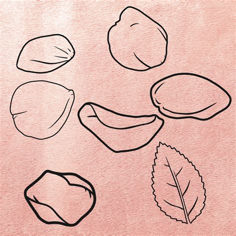 Rose And Petals Procreate Brushes Stamps Etsy Rose And Petals Procreate Brushes Stamps Etsy