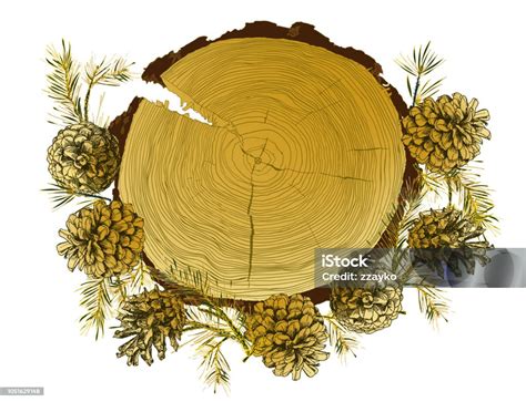 杉木樹枝的寫實植物墨水素描與松樹錐和樹生長圓環樹幹被隔絕在白色背景向量圖形及更多雪松圖片 雪松 Pinaceae 冬天 Istock