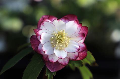 クリスマスローズの販売会の商品案内です 牡丹や藤の花が咲いてきました ローザンベリー多和田