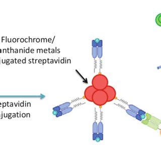 PDF Identification Of Human Antigen Specific CD4 T Cells With
