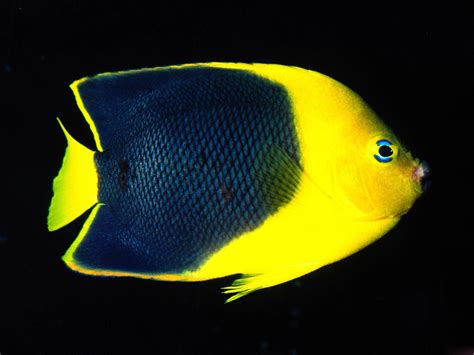 POISSON