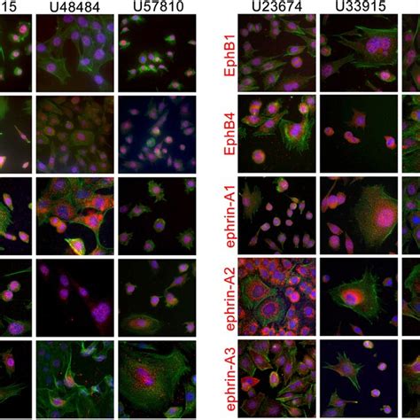 Eph And Ephrin Protein Expression Screen In Murine RMS Cell Lines Eph