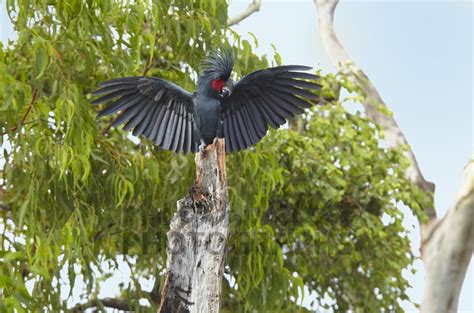 Buy Palm Cockatoo Displaying Image Online Print And Canvas Photos