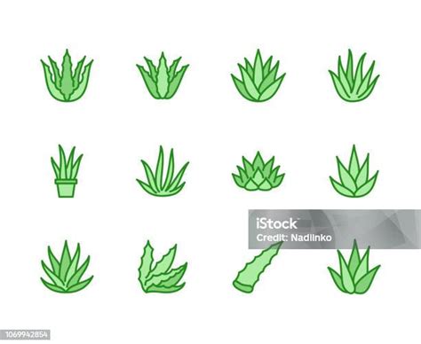 알로에 베라 플랫 라인 아이콘입니다 즙이 많은 열 대 식물 벡터 일러스트 레이 션 유기농 식품 화장품에 대 한 얇은 표지판 픽셀 완벽 64 X 64 편집 가능한 선 알로에에