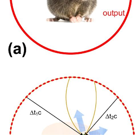 a illustration of the scanning setup and the input output views of