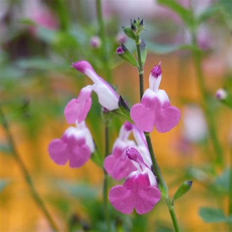 Salvia Microphylla Pink Lips Jeremy Shrub With Bicolour Pink And
