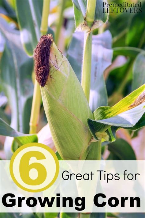 6 Great Tips For Growing Corn In Your Garden