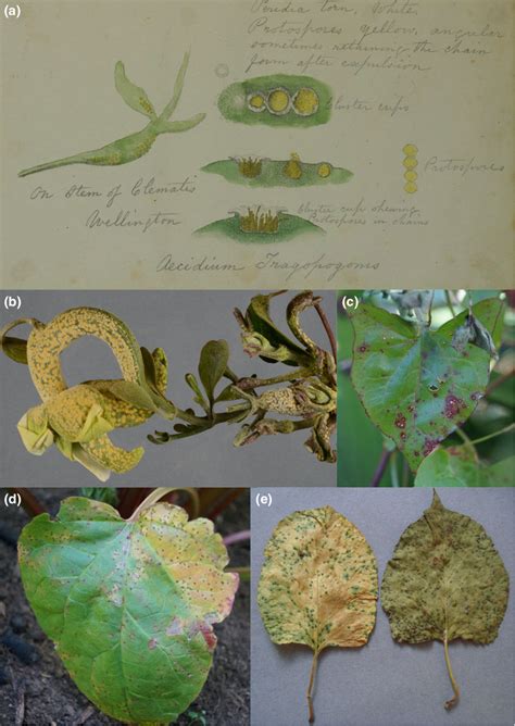 Figure From The Intriguing And Convoluted Life Of A Heteroecious Rust Fungus In New Zealand