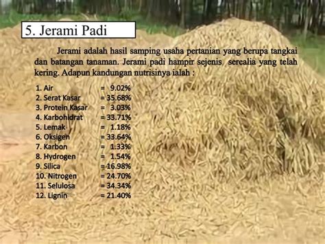 Pakan Ternak Sapi Dari Jerami Padi Ppt