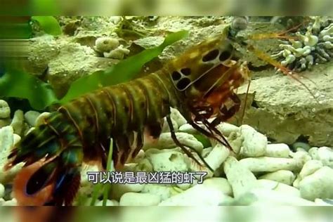 皮皮虾外表隐藏拳击手实力，运输它需要防弹鱼缸：最凶猛的虾防弹拳击手运输