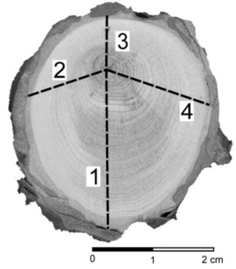 Example Of How To Prepare A Section Of An Exposed Root To Accomplish Download Scientific