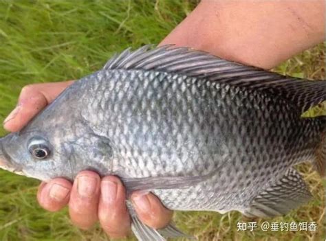被人厌弃的罗非鱼从灰黑色变成了血红色不是变异又是为何 知乎