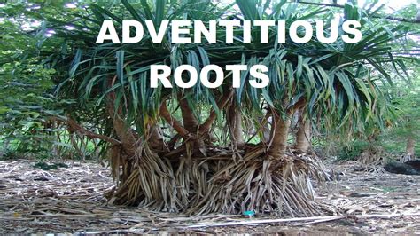 Adventitious Roots