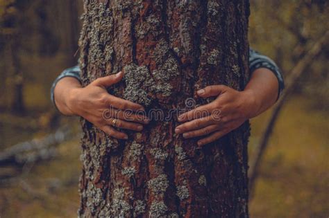 Hands Hug A Tree Trunk In The Forest Protecting It Man Cares About