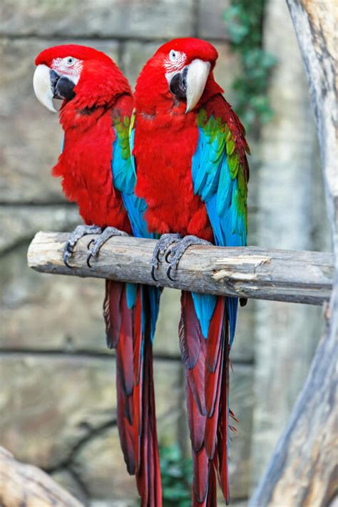 Red Macaw Parrot Latin Americas Symbolic Bird Scarlet Macaw Images