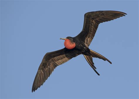 Magnificent Frigatebird