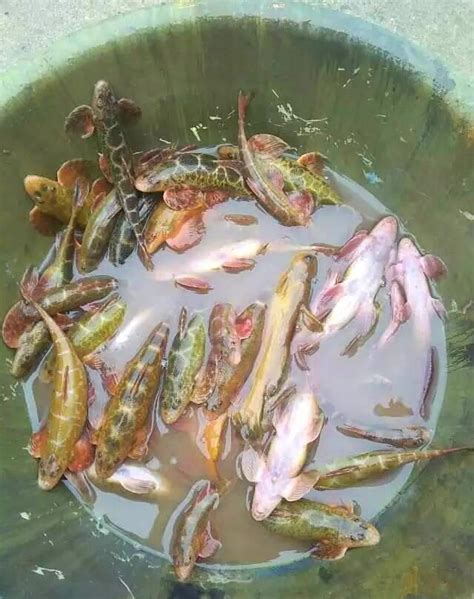 農村野塘里抓到的魚，有認識的嗎？可以吃嗎？ 每日頭條