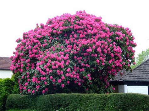 Рододендроны – посадка и уход в открытом грунте | Plants, Garden, Red ...