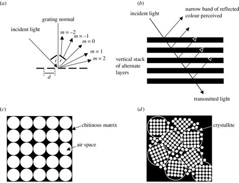 Three Types Of Photonic Structure Identified From Butterflies A