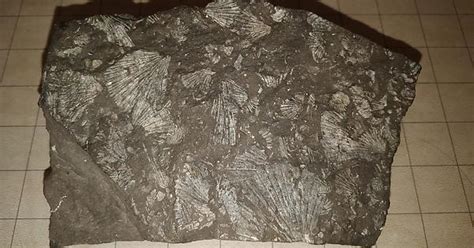 Fossils Album On Imgur