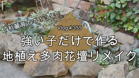 【vlog355】【多肉植物】秋麗育てて13年💖強い子だけで作る地植え多肉花壇リメイク【ロックガーデン風】 Youtube