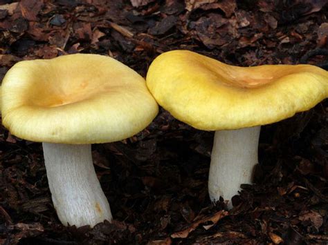 Сыроежка охряно желтая Russula Ochroleuca описание фото