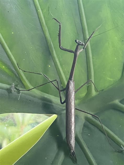 What Is This Bug Location Nsw Australia Rinsects