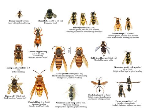 Understanding Wasps And Hornets Mayne Island Conservancy