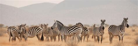 Premium Photo Zebras In The Savannah Ai