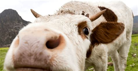 ხარი ძროხა კამეჩი თხა ცხვარი ფრინველი ღორი რძე ხორცი კვერცხი