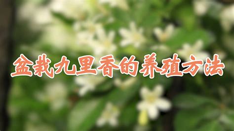 盆栽九里香的养殖方法 —【发财农业网】