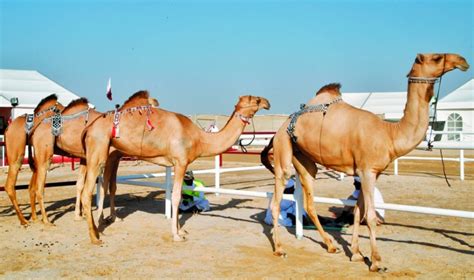 7 رموز للأصايل 4 فضيات و3 ذهبيات الشرق