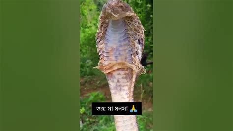 ভুল করেও কেউ এই ভিডিওটি এড়িয়ে যাবেন না অহংকার করলেই বিপদ জয় মা মনসা 🙏৭দিনের মধ্যে ভাগ্য বদলে