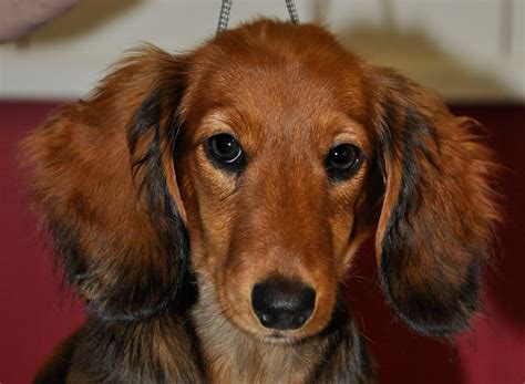 Welcome To Burdachs Dachshunds