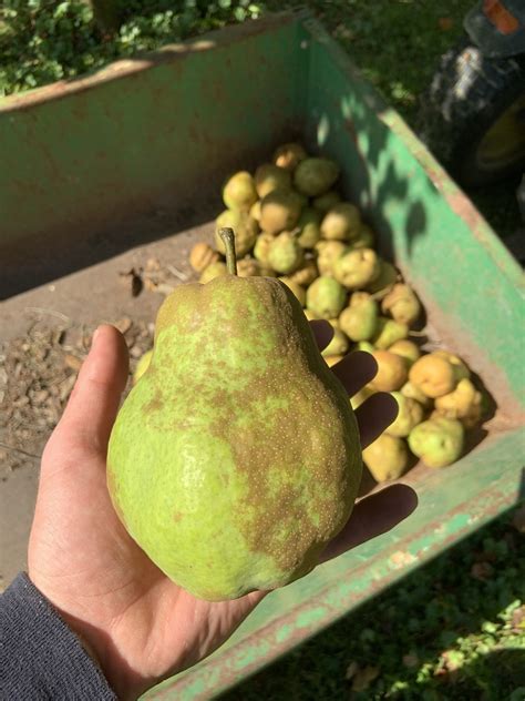 Pears And Black Walnut General Fruit Growing Growing Fruit