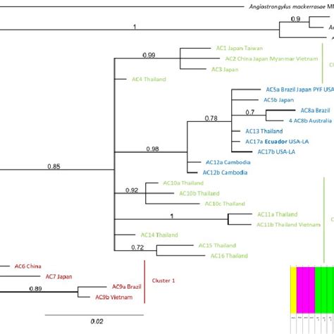 Bayesian Inference Bi Phylogenetic Relationships Of A Cantonensis