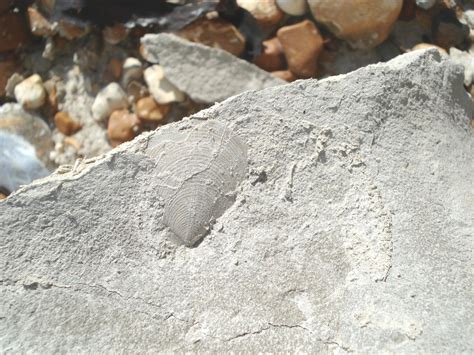 Bivalve Uk Fossil Collecting