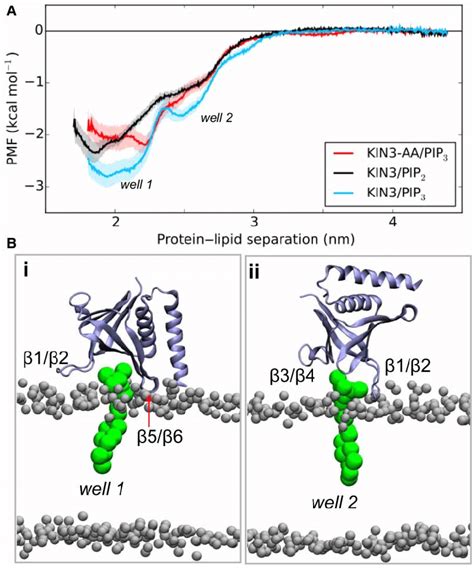 Pmf Calculations Of Kindlin 3 Ph Domain With Pips Download Scientific Diagram