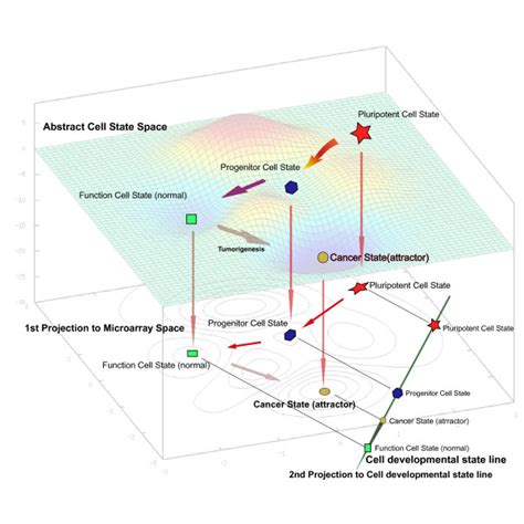 Development Trajectory In Cell State Space And Transformations To Cell
